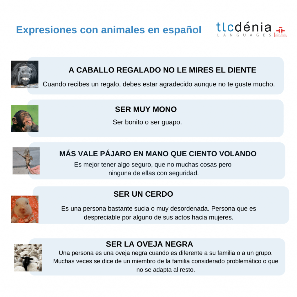 Spanish Expressions with Animals | TLCdénia school of Spanish