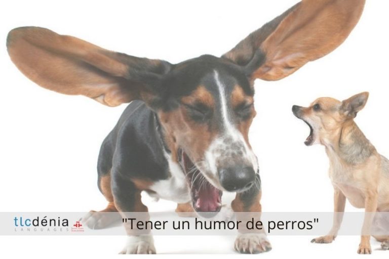 Spanish Expressions with Animals | TLCdénia school of Spanish